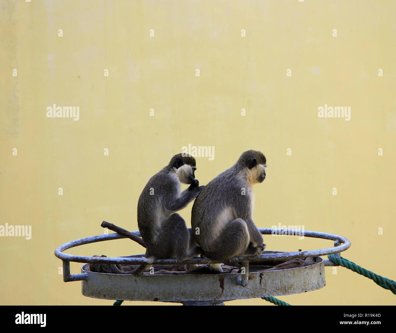 Weihai, Weihai, China. 10th Nov, 2018. Weihai, CHINA-Monkeys can be ...