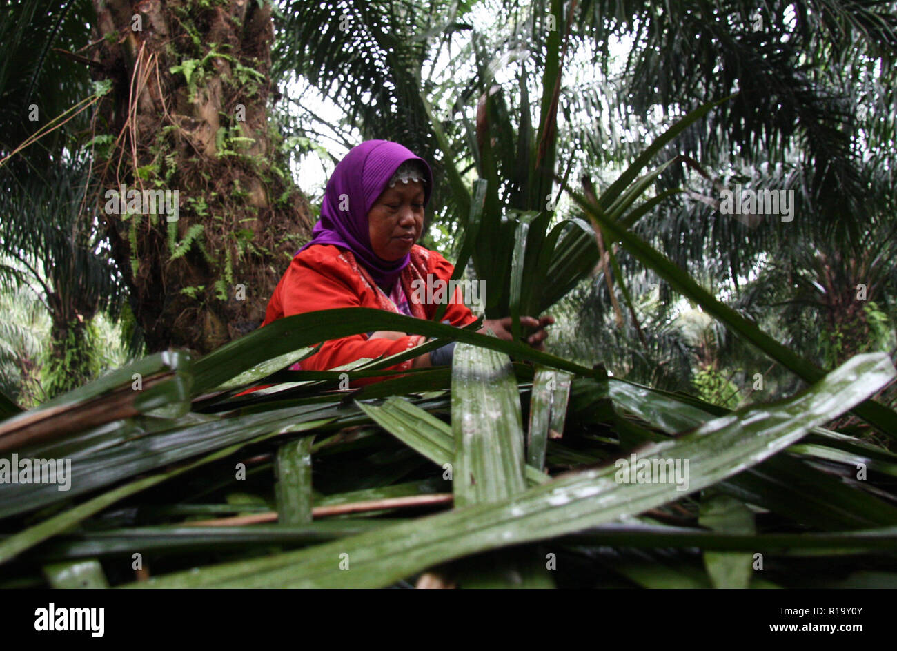 Worker oil palm female hi-res stock photography and images - Alamy