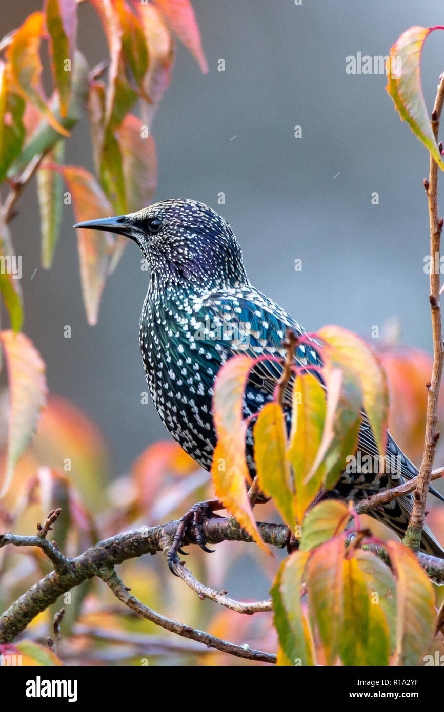 A Starling (Sturnus vulgaris) perches on a branch amongst the autumn ...