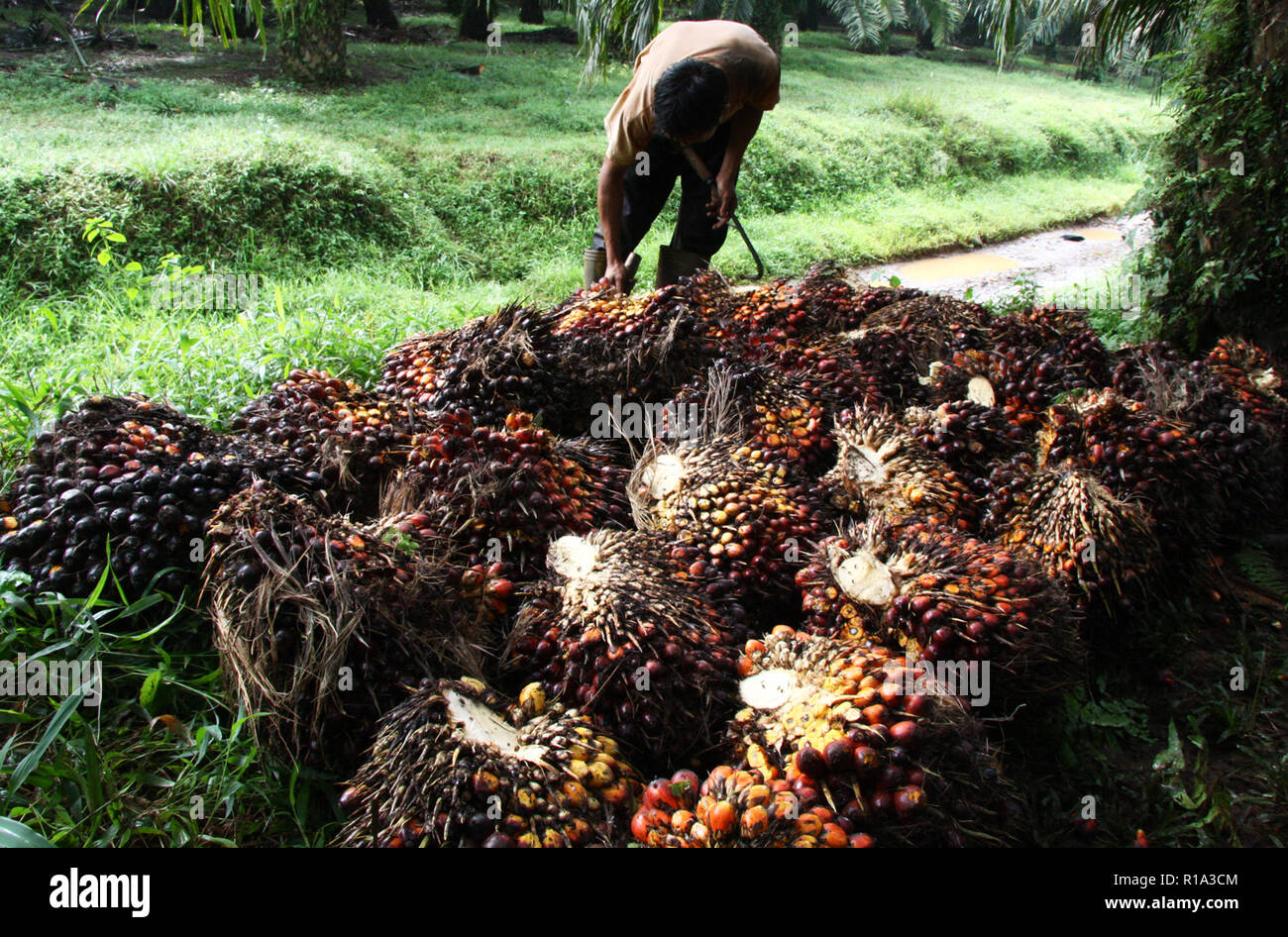 A male worker seen collecting palm oil fruits at the Nusantara VIII ...