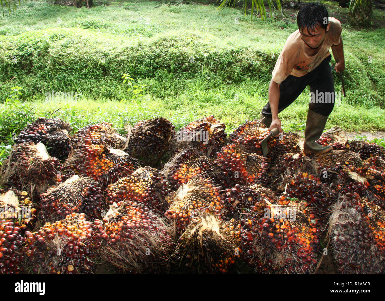 A male worker seen collecting palm oil fruits at the Nusantara VIII ...
