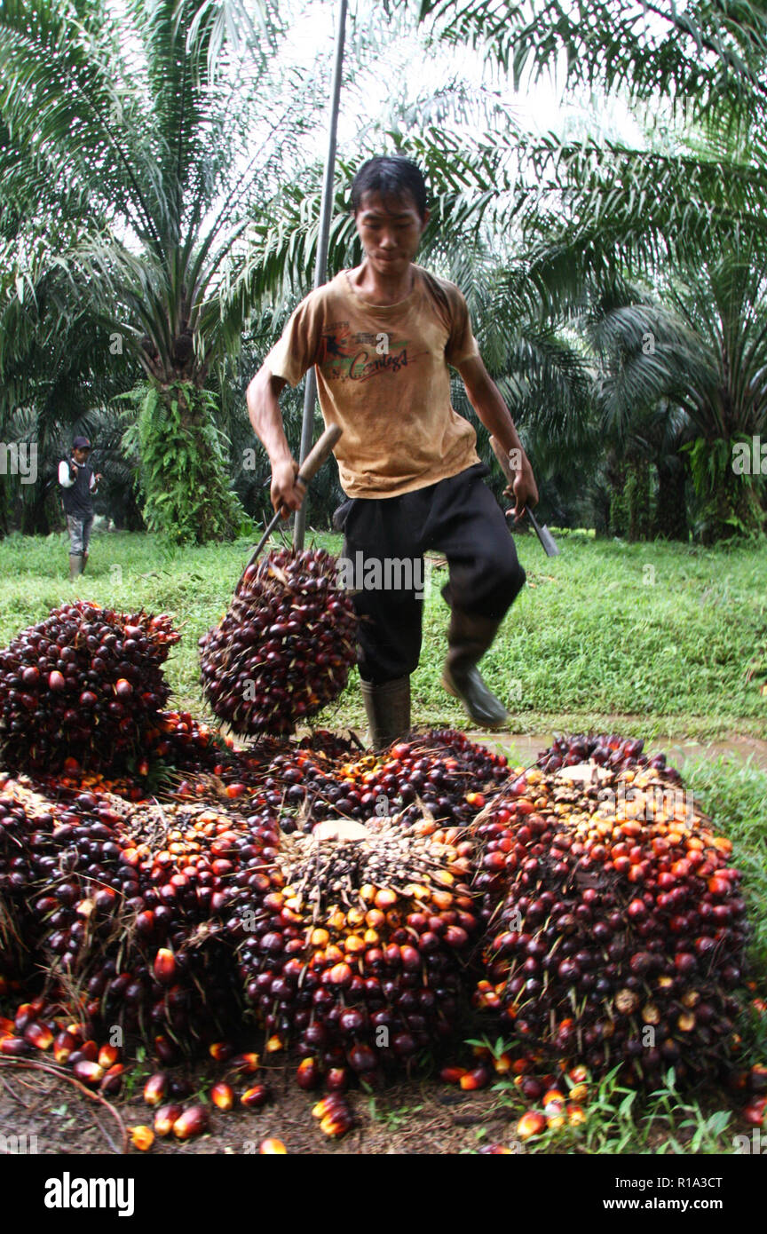 A male worker seen lifting palm oil fruit with hooks at the Nusantara ...