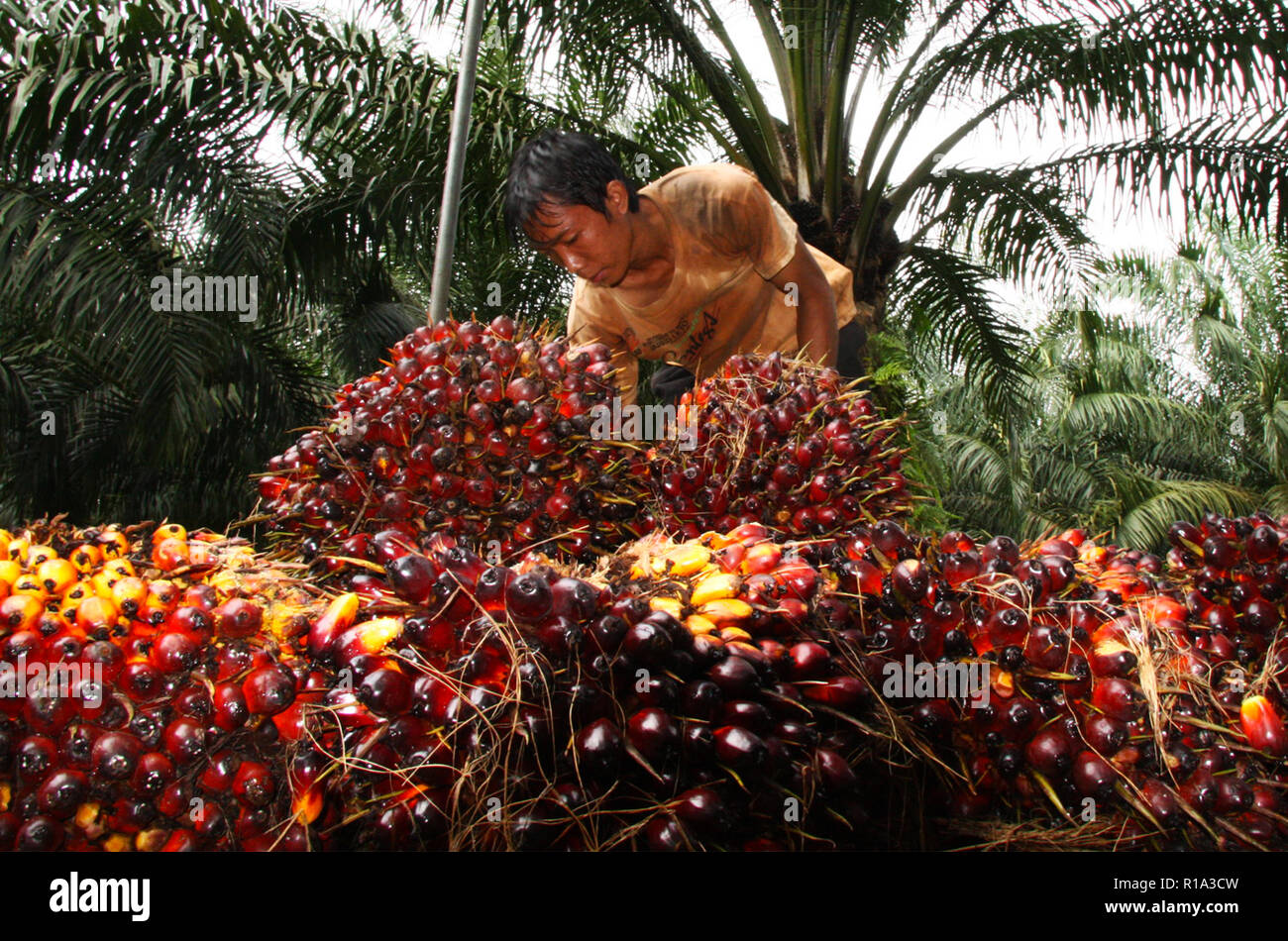 Oil palm fruits harvest hi-res stock photography and images - Alamy