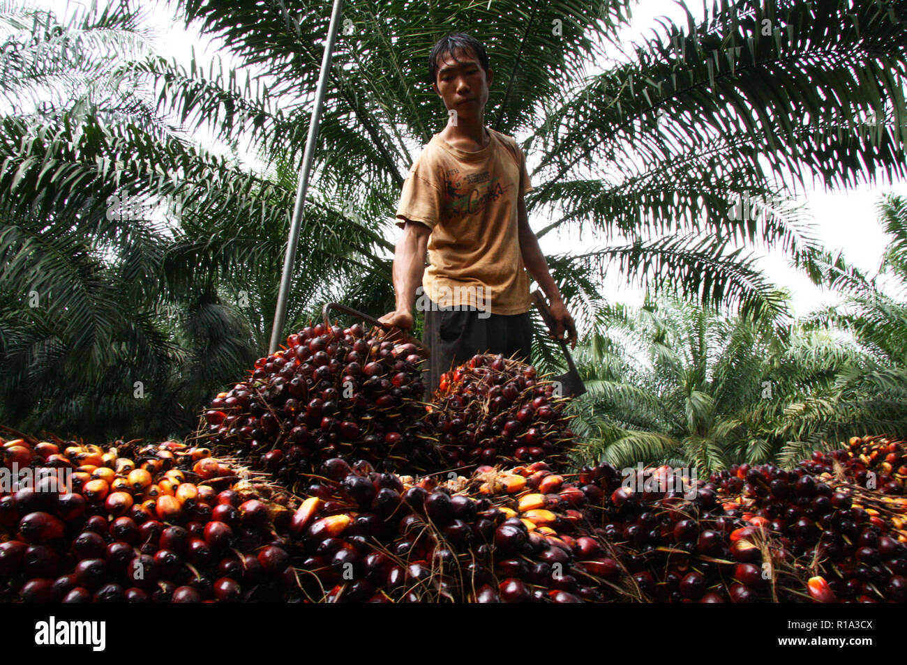 A male worker seen collecting palm oil fruits at the Nusantara VIII ...