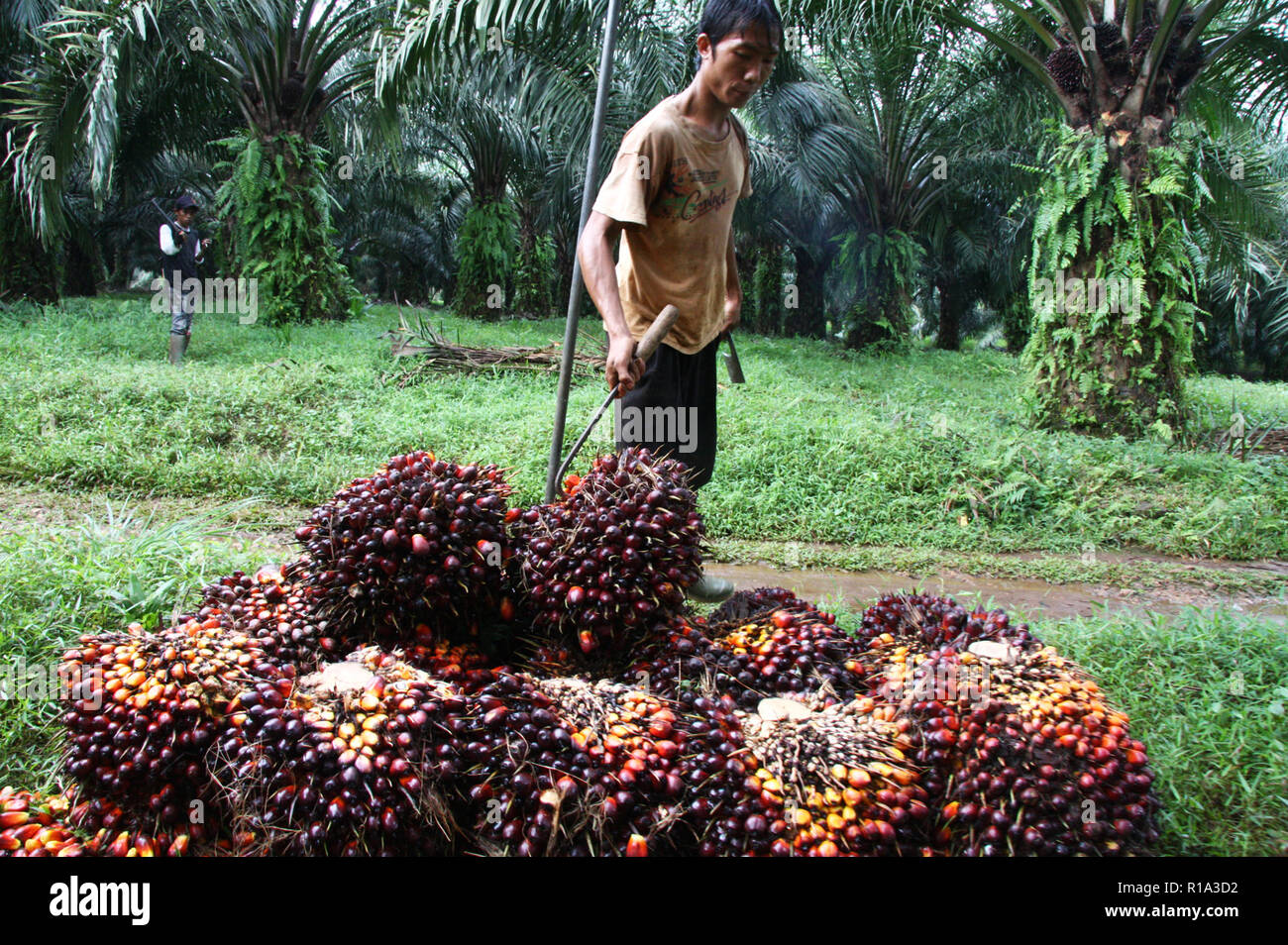 A male worker seen collecting palm oil fruits at the Nusantara VIII ...