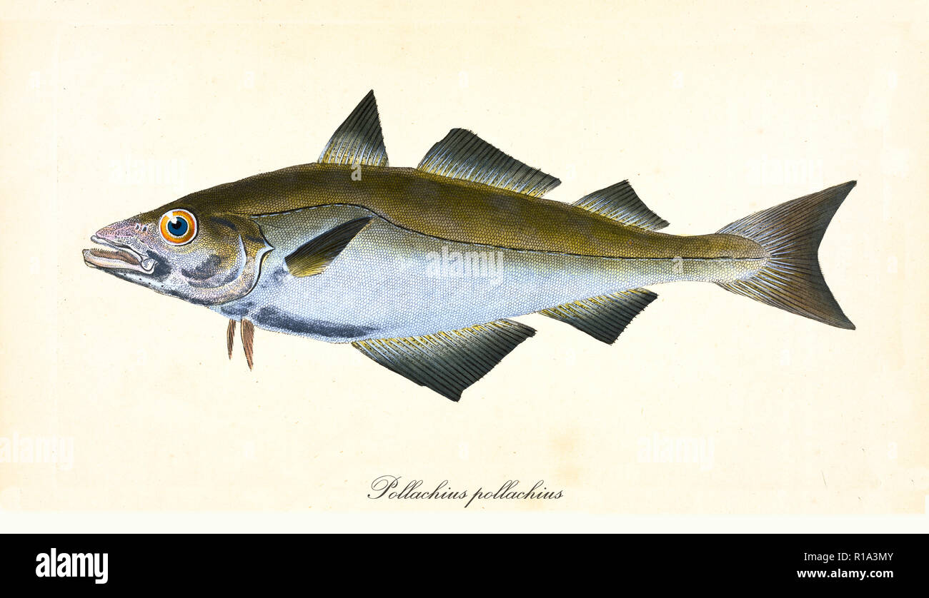 Ancient colorful illustration of European Pollock (Pollachius ...
