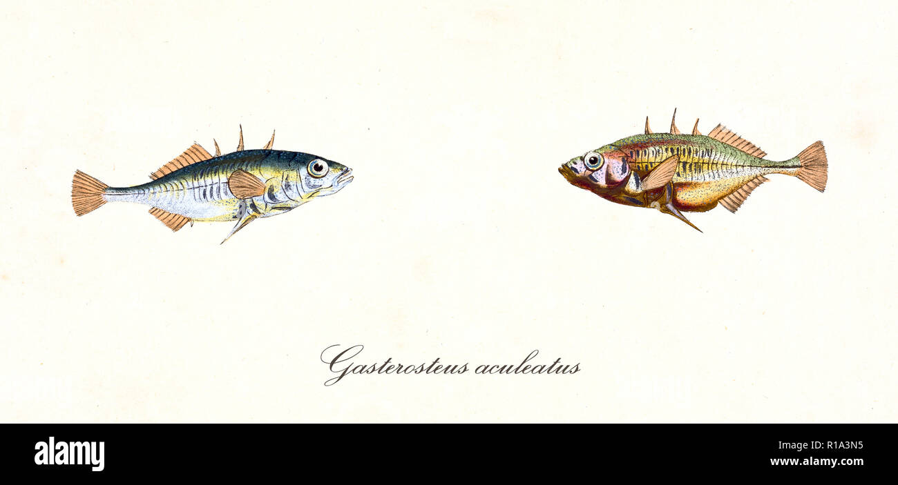 Two opposite colorful little fishes called Three-Spined Stickleback ...