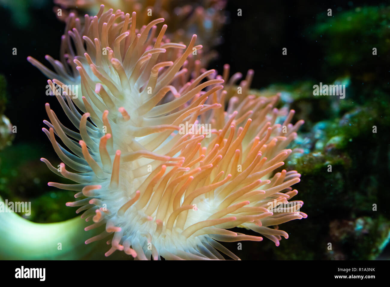 anemone Heteractis magnifica, Colored long tentacle Anemone Stock Photo ...