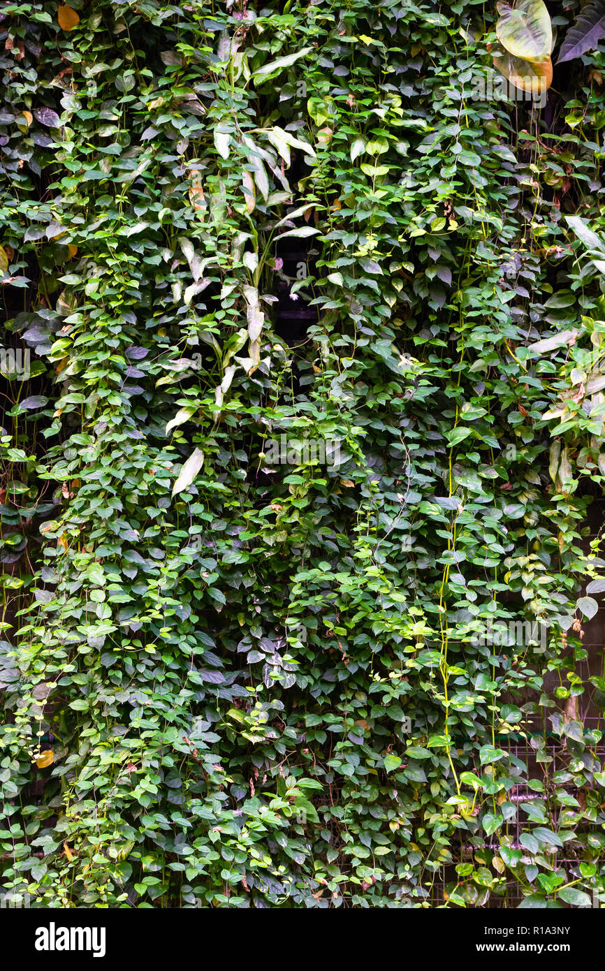 creepers are climbing the wall Stock Photo - Alamy