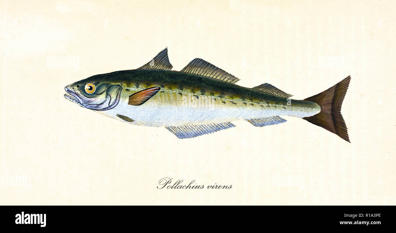 Ancient colorful illustration of Saithe (Pollachius virens), side view ...