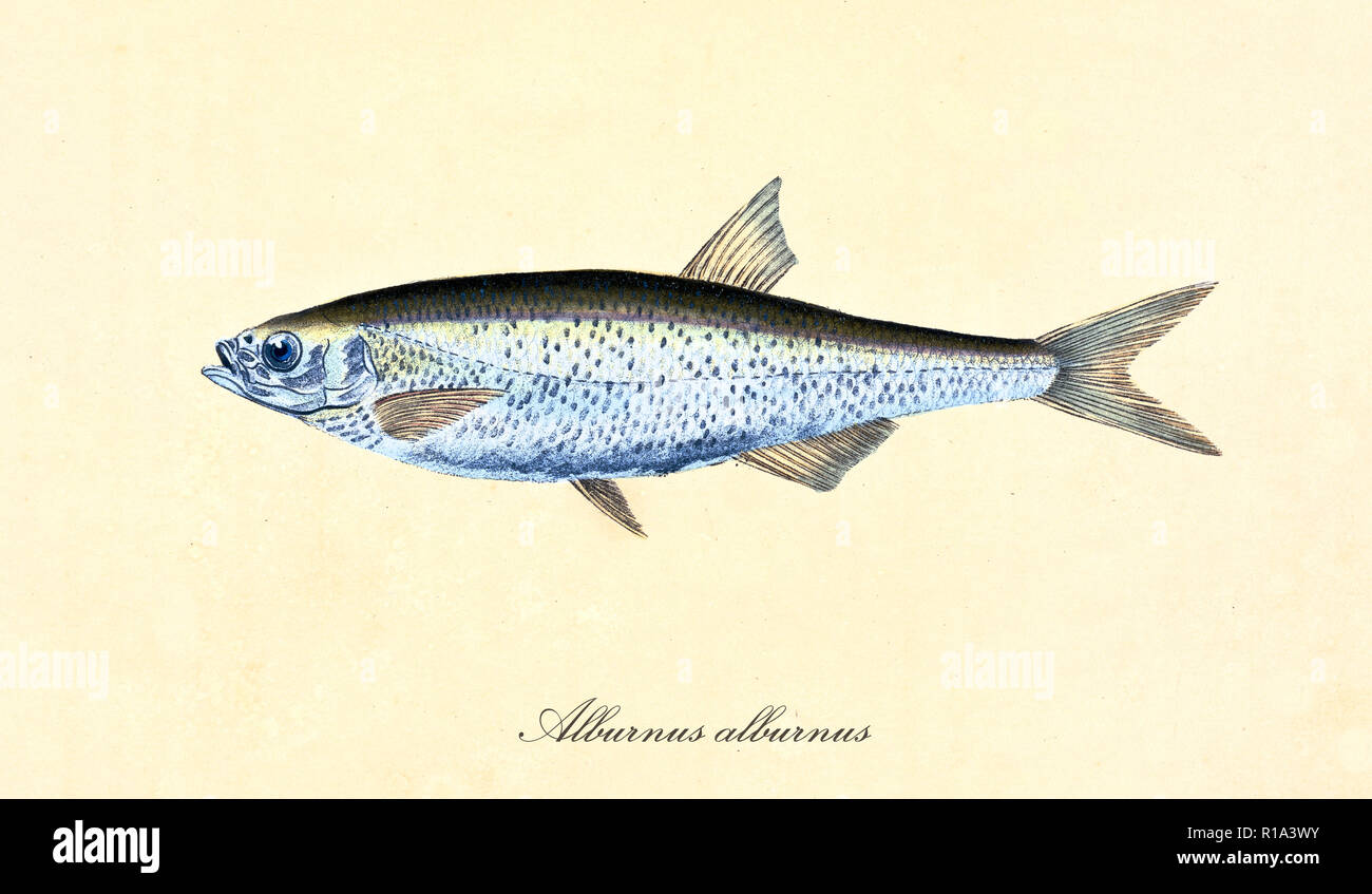 Ancient colorful illustration of Common bleak (Alburnus alburnus), side ...