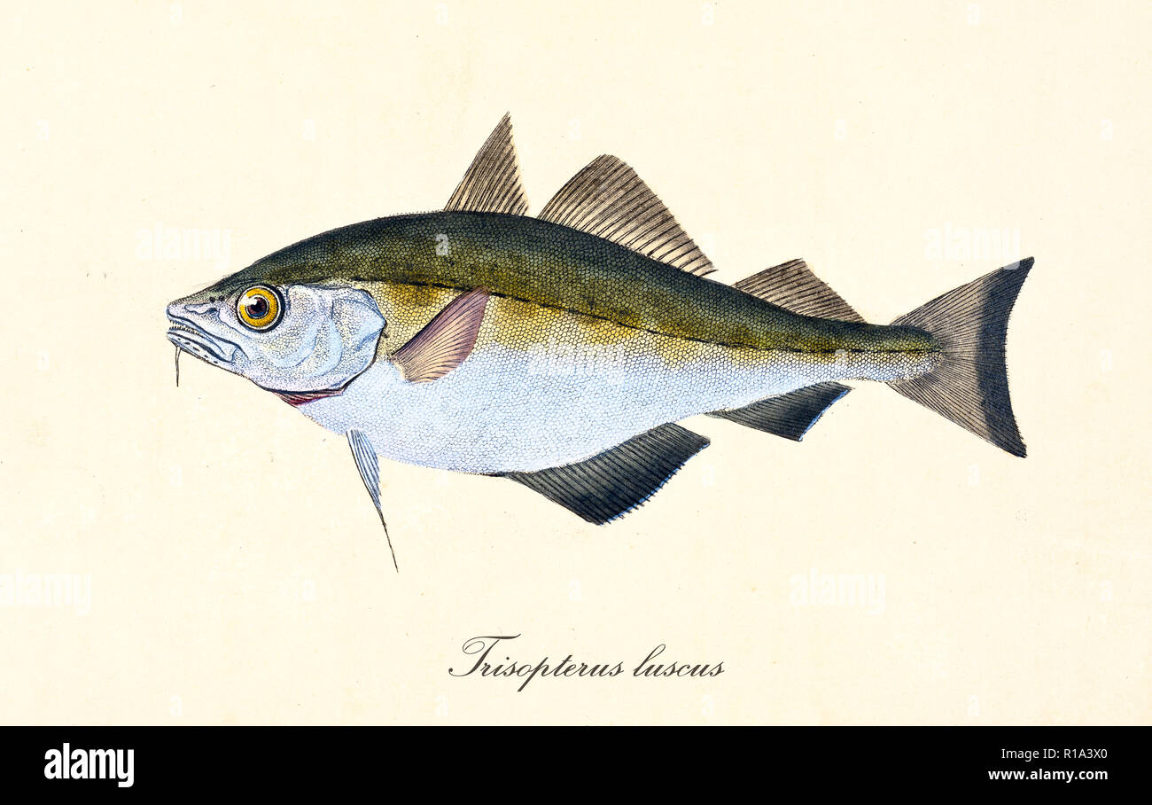 Ancient colorful illustration of bib (Trisopterus luscus), side view of ...