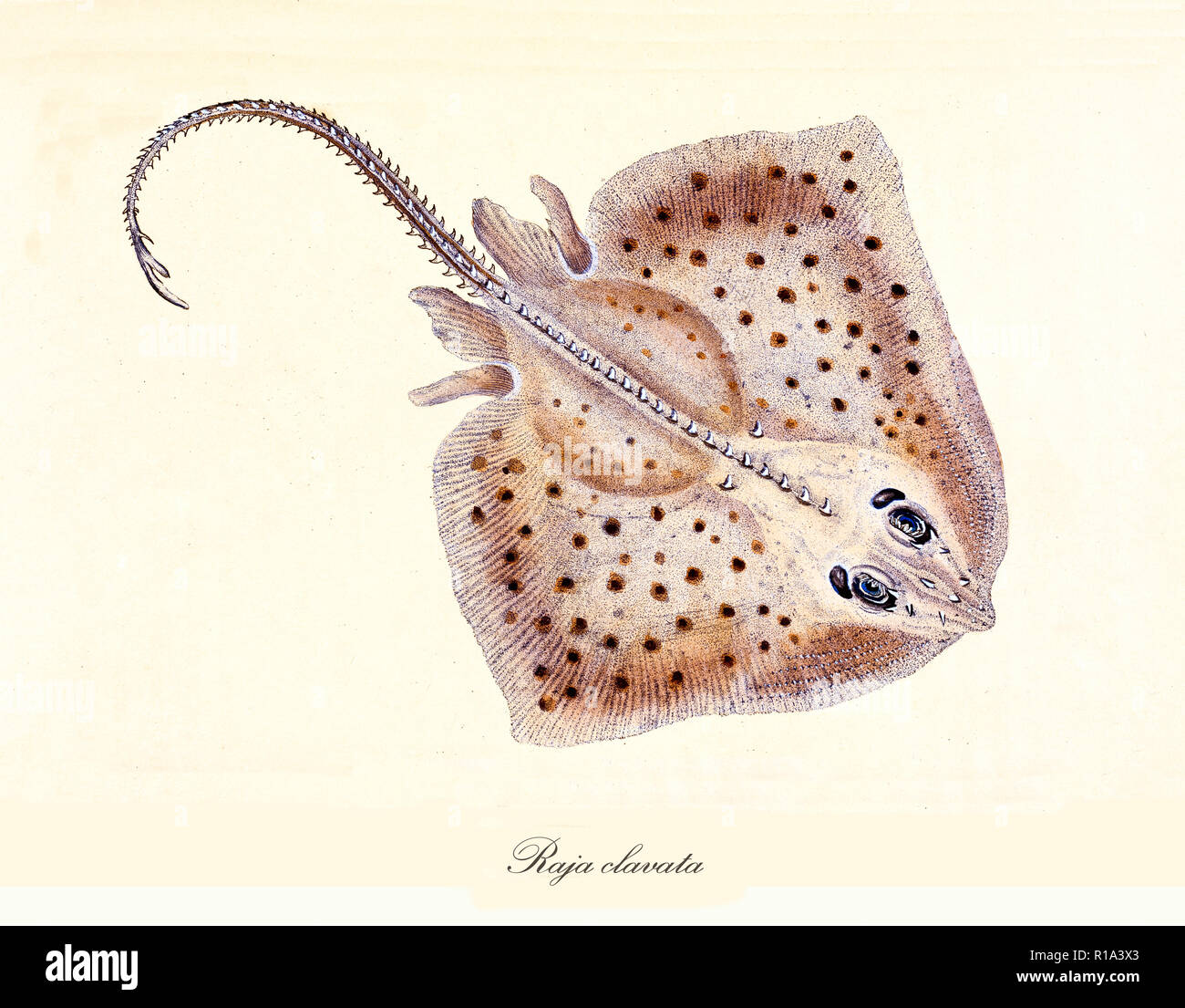 Ancient colorful illustration of Thornback ray (Raja clavata), top view ...