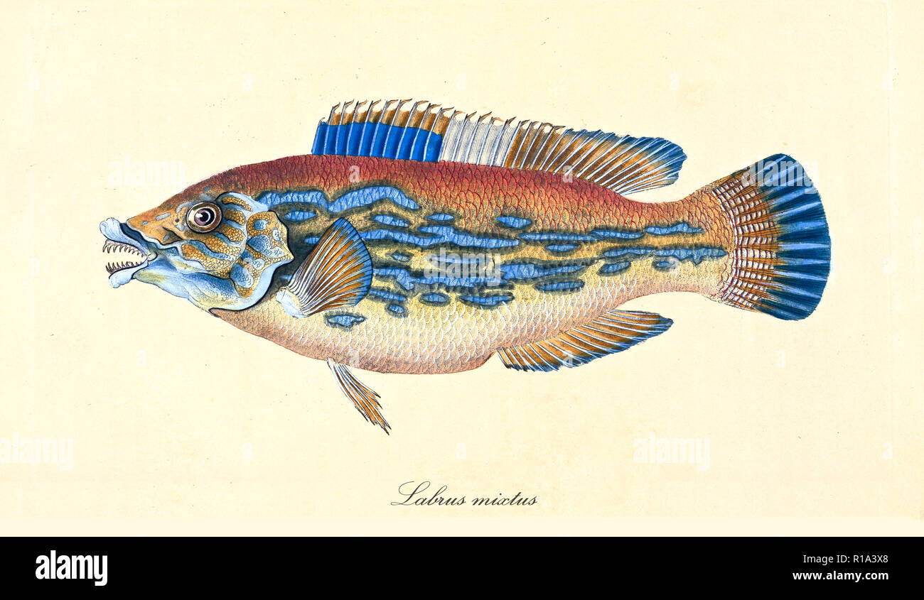 Ancient colorful illustration of Cuckoo Wrasse (Labrus mixtus), side ...