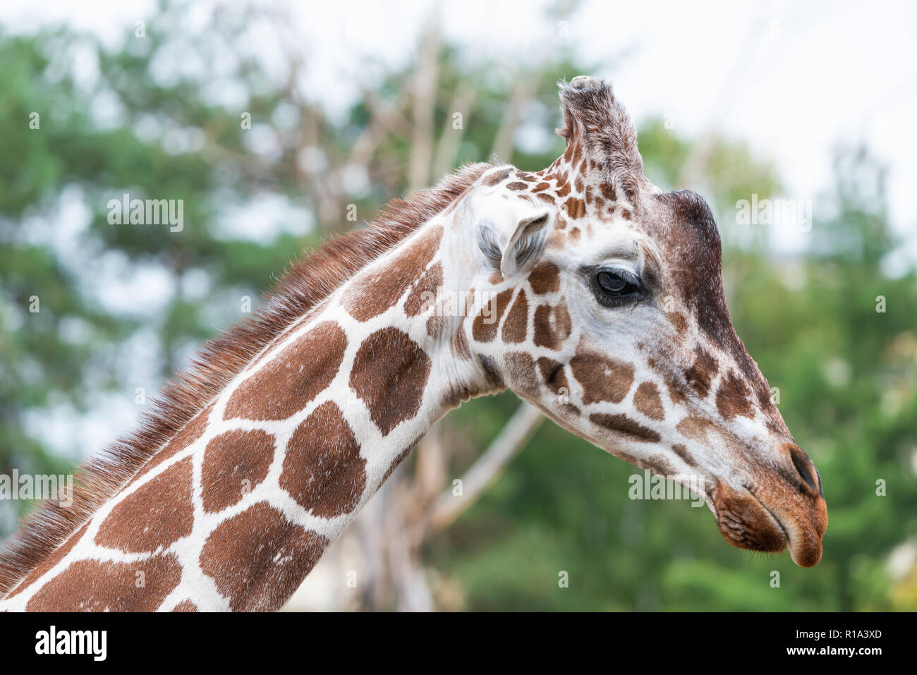 portrait of a giraffe with a profile Stock Photo - Alamy