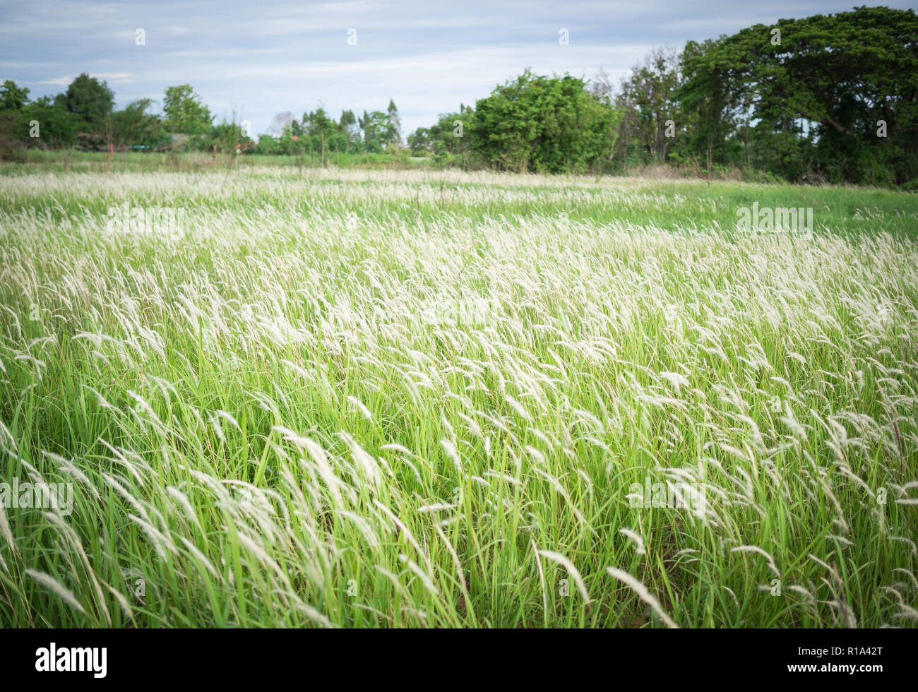 Wild green grass background, Thatched Stock Photo - Alamy