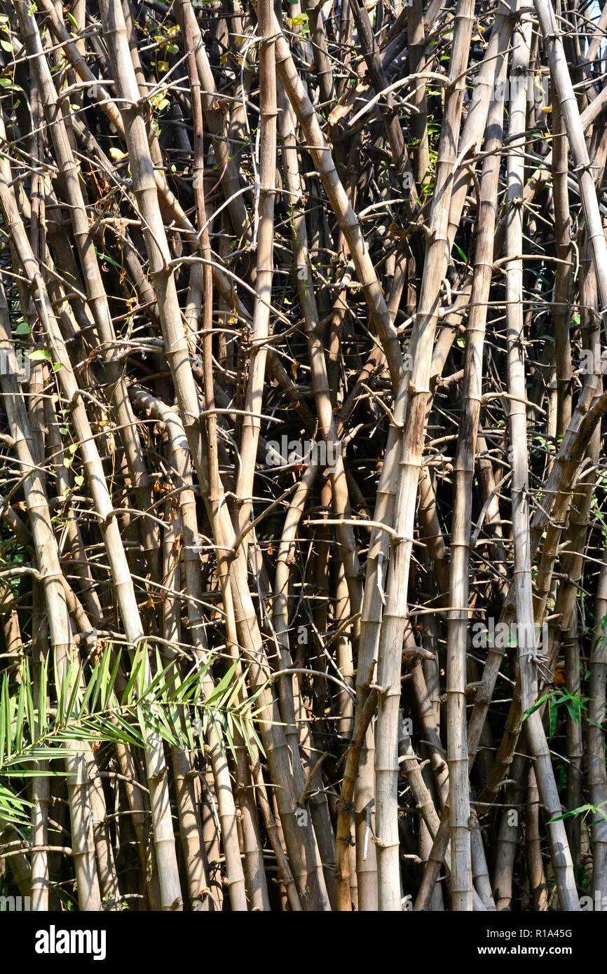 Bamboo Forest in Wild Stock Photo - Alamy