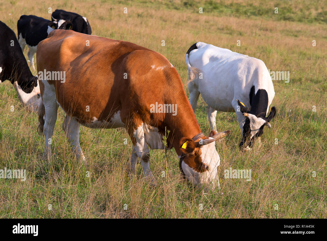 Grazing pasture animal horns hi-res stock photography and images - Alamy