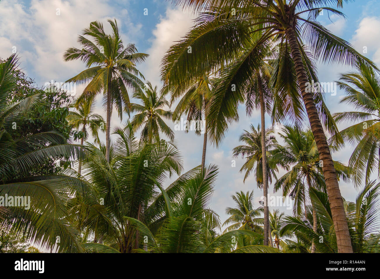 Coconut plantation ditch and dike orchard in Thailand. Grow orchard in ...
