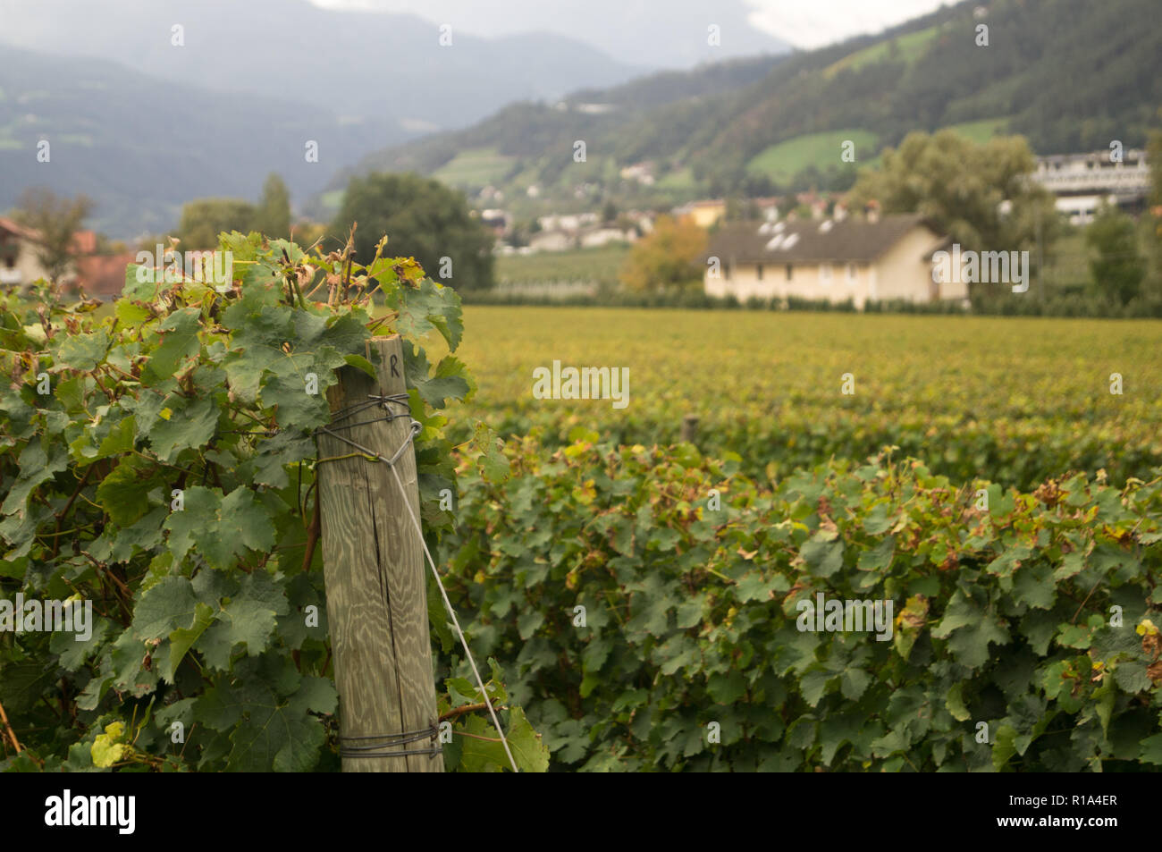 Vineyard environment hi-res stock photography and images - Alamy