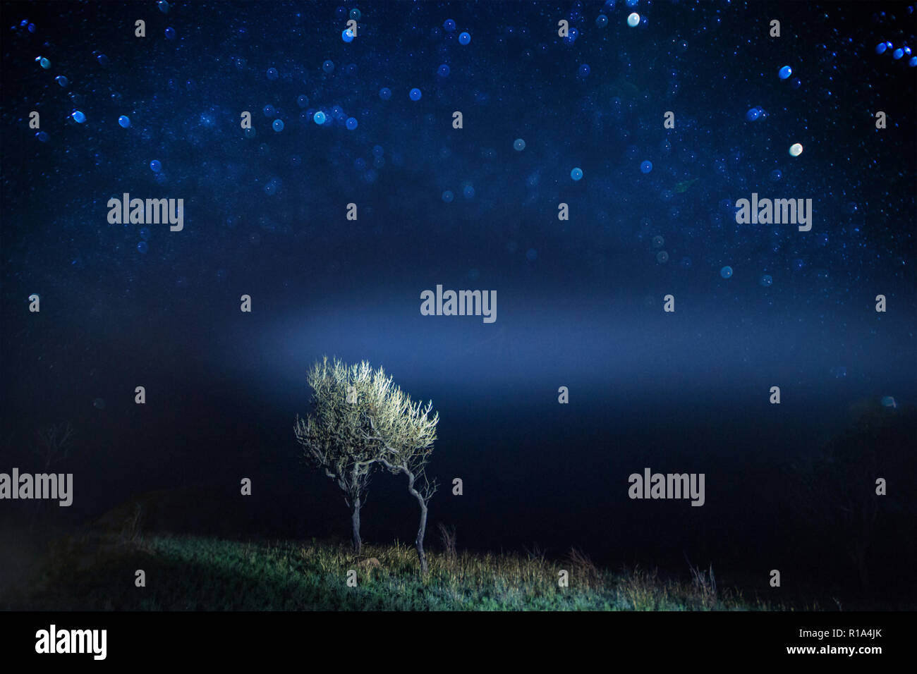 Tree under milky way galaxy stars. Tree in stars lid night sky Stock ...