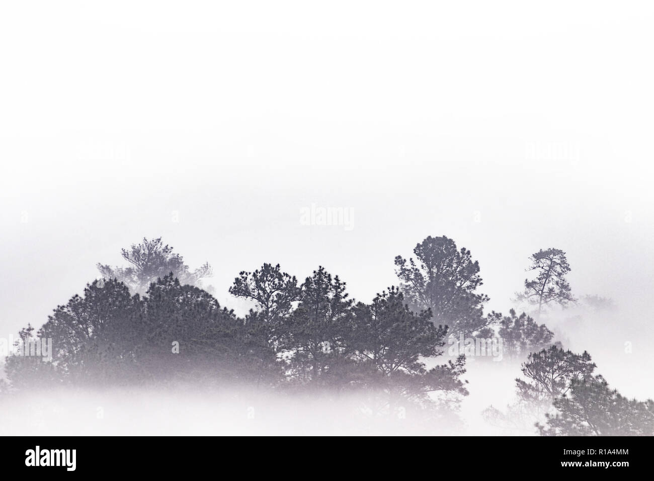 silhouette of tropical forest covered in morning fog. misty jungles on ...
