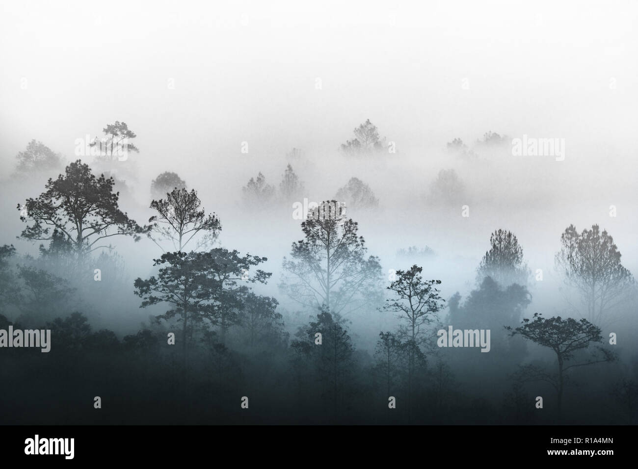 silhouette of multiple layers tropical rain forest forest covered by ...