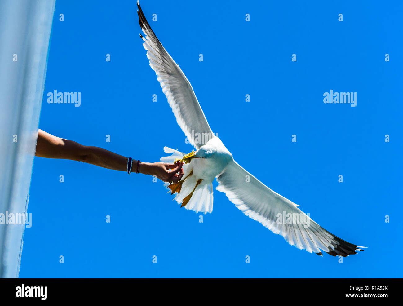 Feeding seagulls by hand - beautiful image of a seagull taking a ...