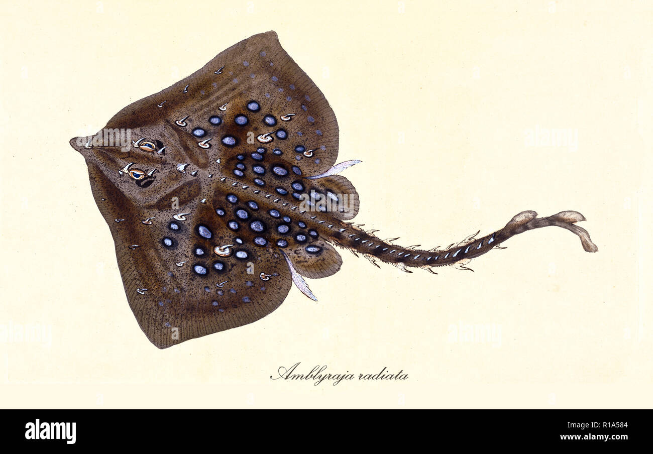 Ancient colorful illustration of Thorny Skate (Amblyraja radiata), top ...
