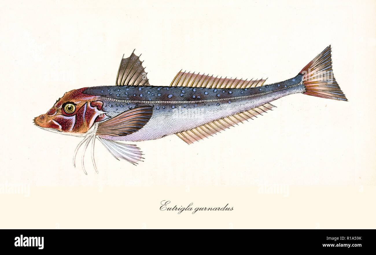 Grey gurnard fish hi-res stock photography and images - Alamy