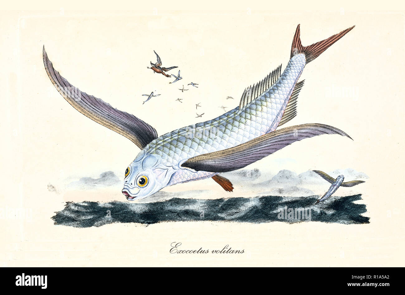 Exocoetus hi-res stock photography and images - Alamy