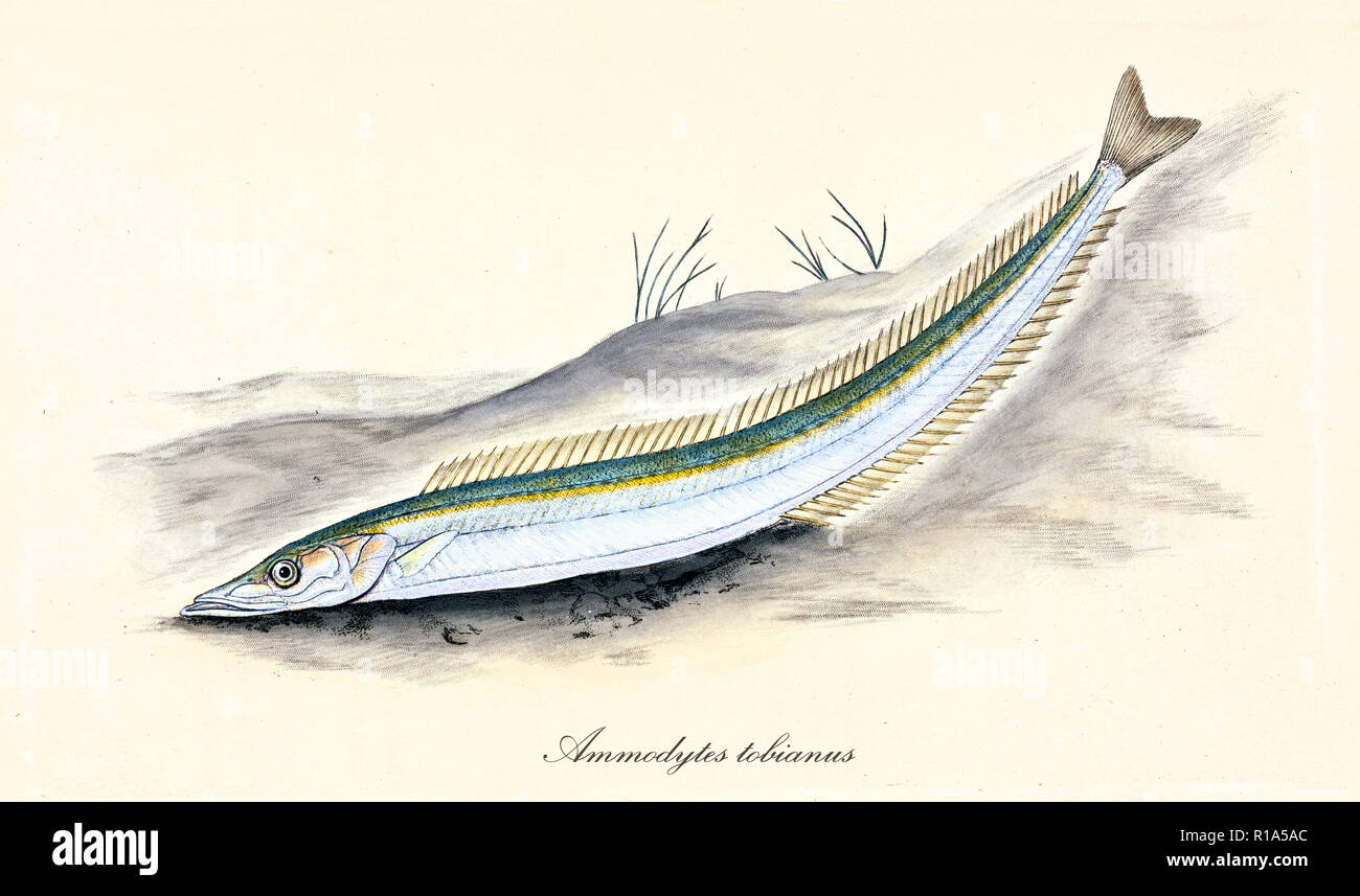 Ancient colorful illustration of Lesser Sand Eel (Ammodytes tobianus ...