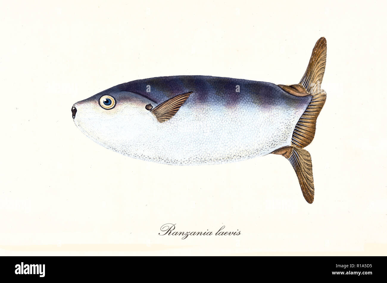 Ancient colorful illustration of Slender Sunfish (Ranzania laevis ...