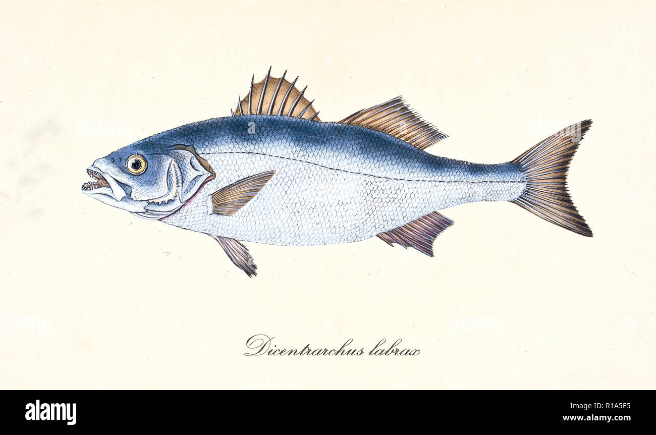 Ancient colorful illustration of European Bass (Dicentrarchus labrax ...