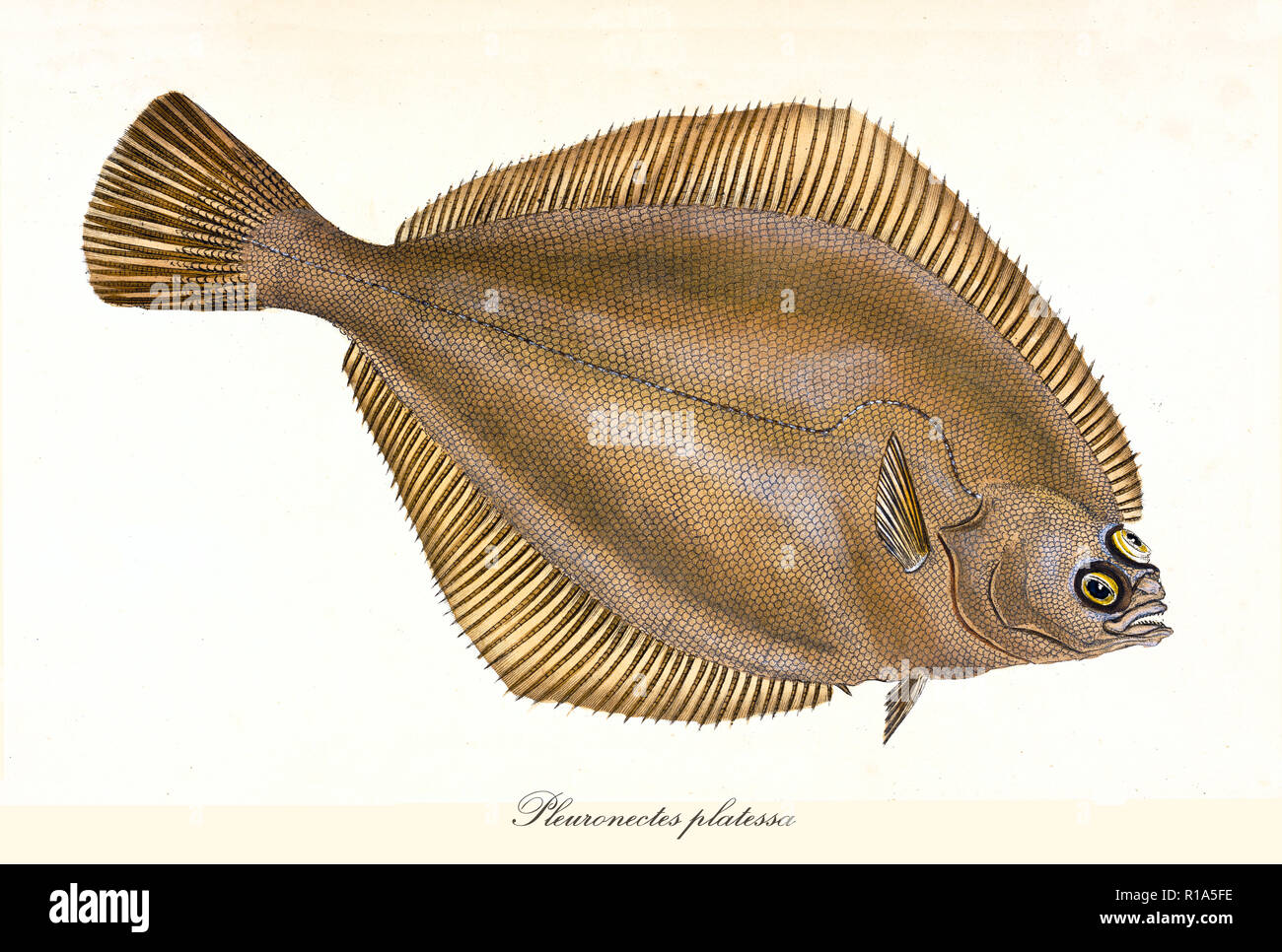 Ancient colorful illustration of European Plaice (Pleuronectes platessa ...