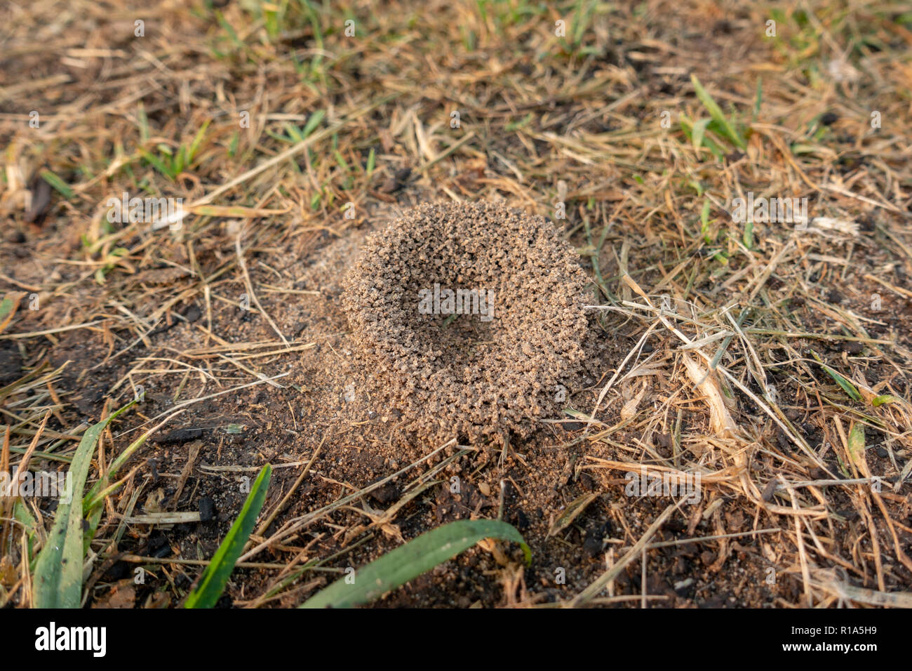 Unusual small sand mound on sandy grass area of Inspiration Point ...