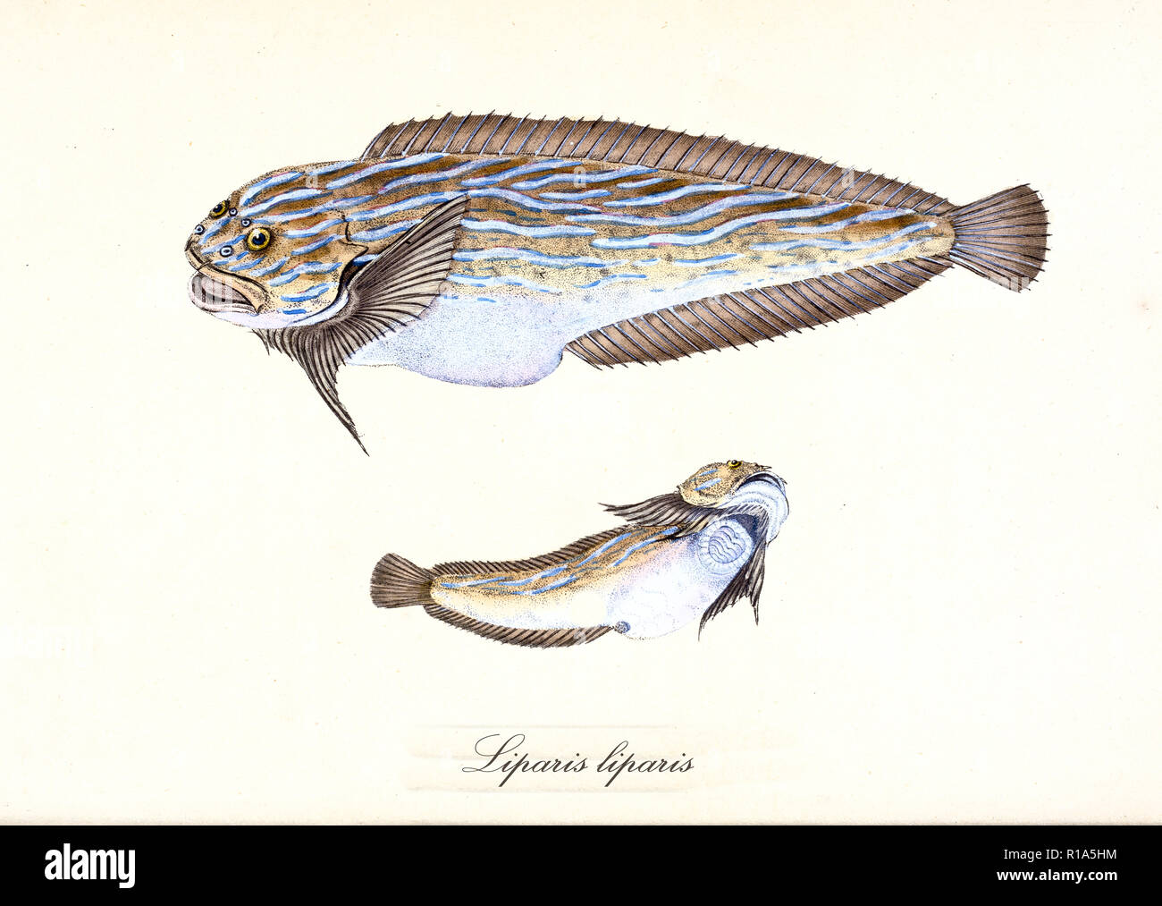 Ancient colorful illustration of Common Seasnail (Liparis liparis), top ...