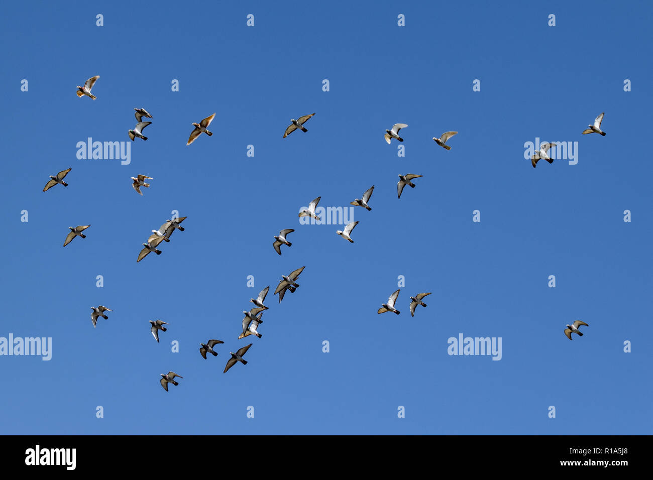 Group urban feral pigeons hi-res stock photography and images - Alamy