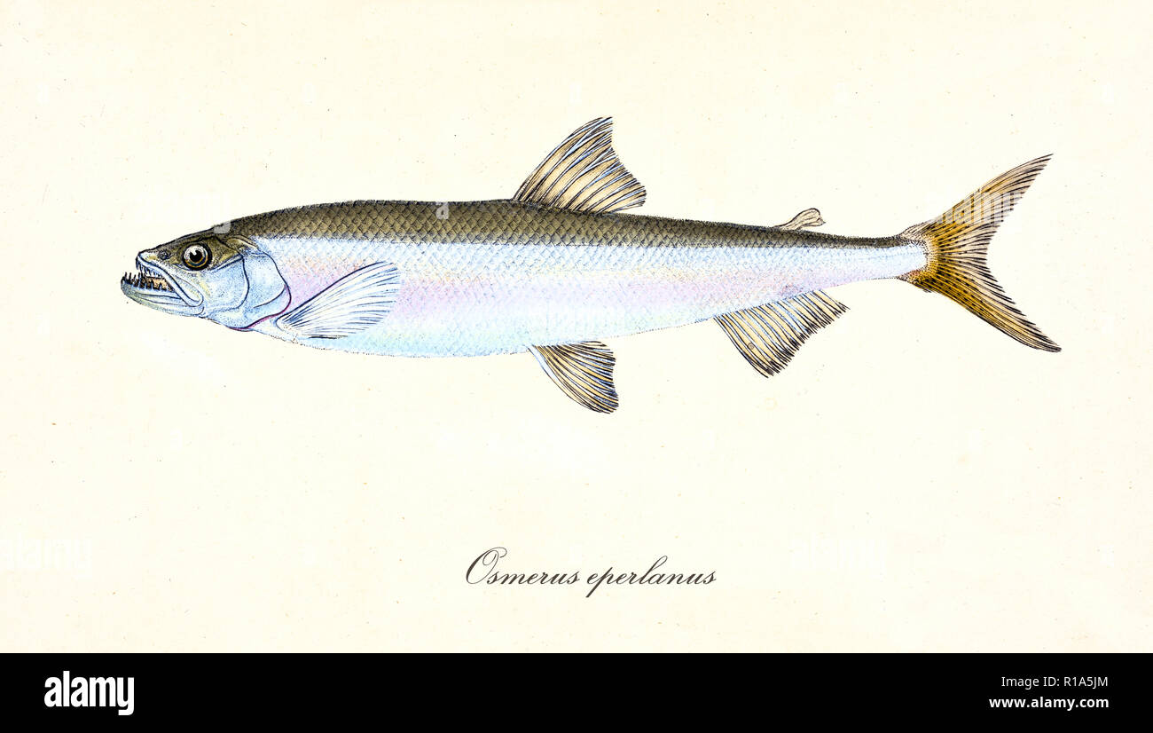 Ancient colorful illustration of European Smelt (Osmerus eperlanus ...