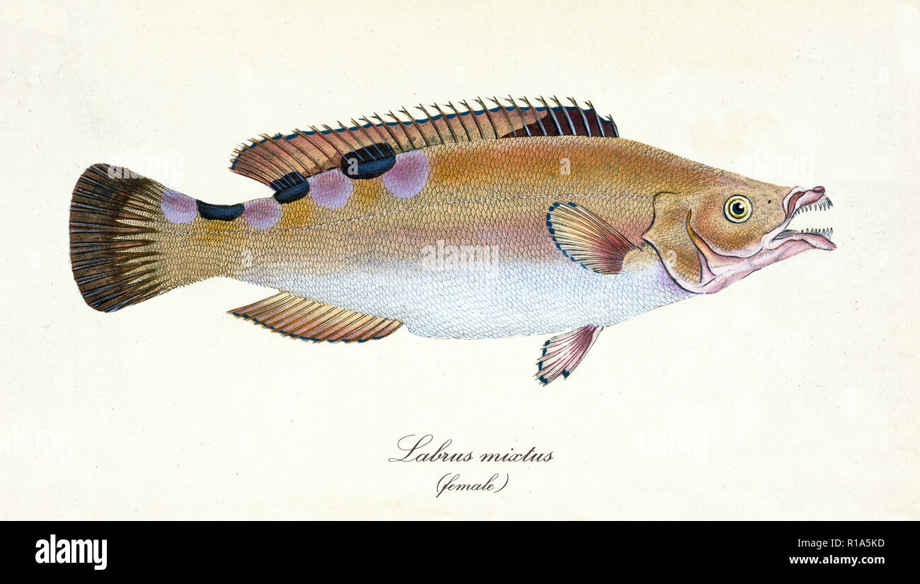 Ancient colorful illustration of Cuckoo Wrasse (Labrus mixtus) female ...