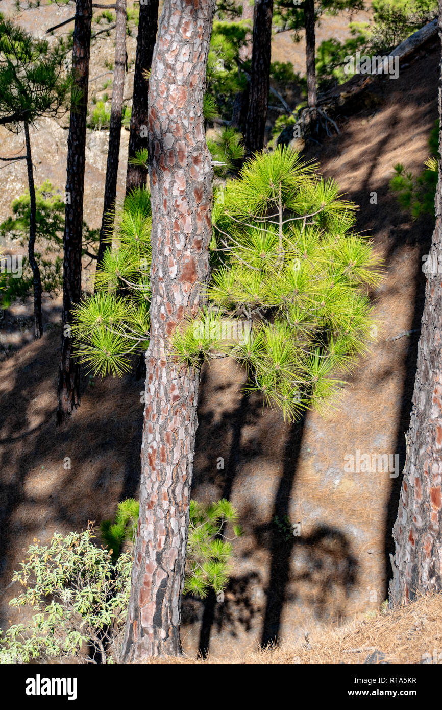 Burnt tree bark and new green regrowth following a forest fire the ...