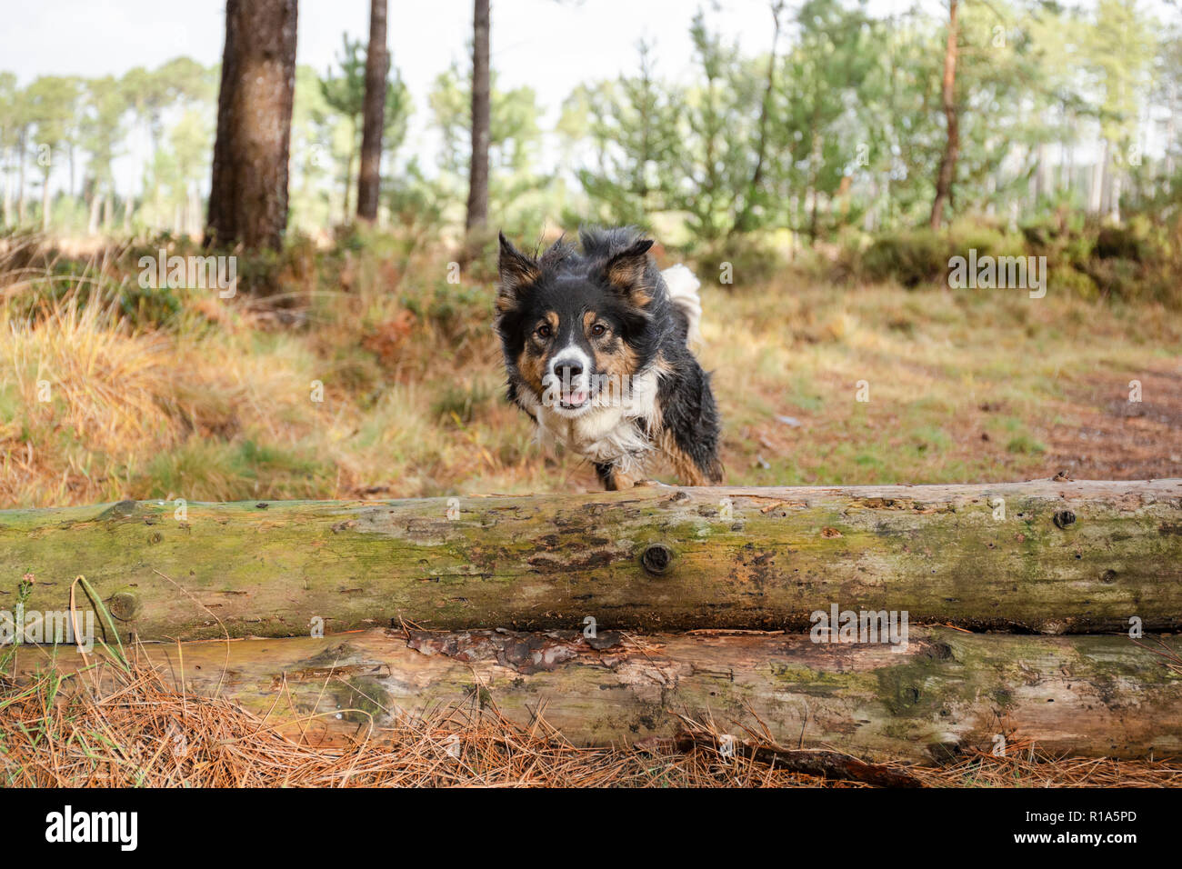 A young tricoloured border collie dog jumping over a fallen tree in a ...