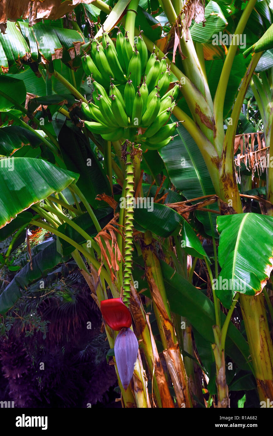 Aeolian islands, Sicily, Italy. Island of Vulcano. In the Aeolian ...