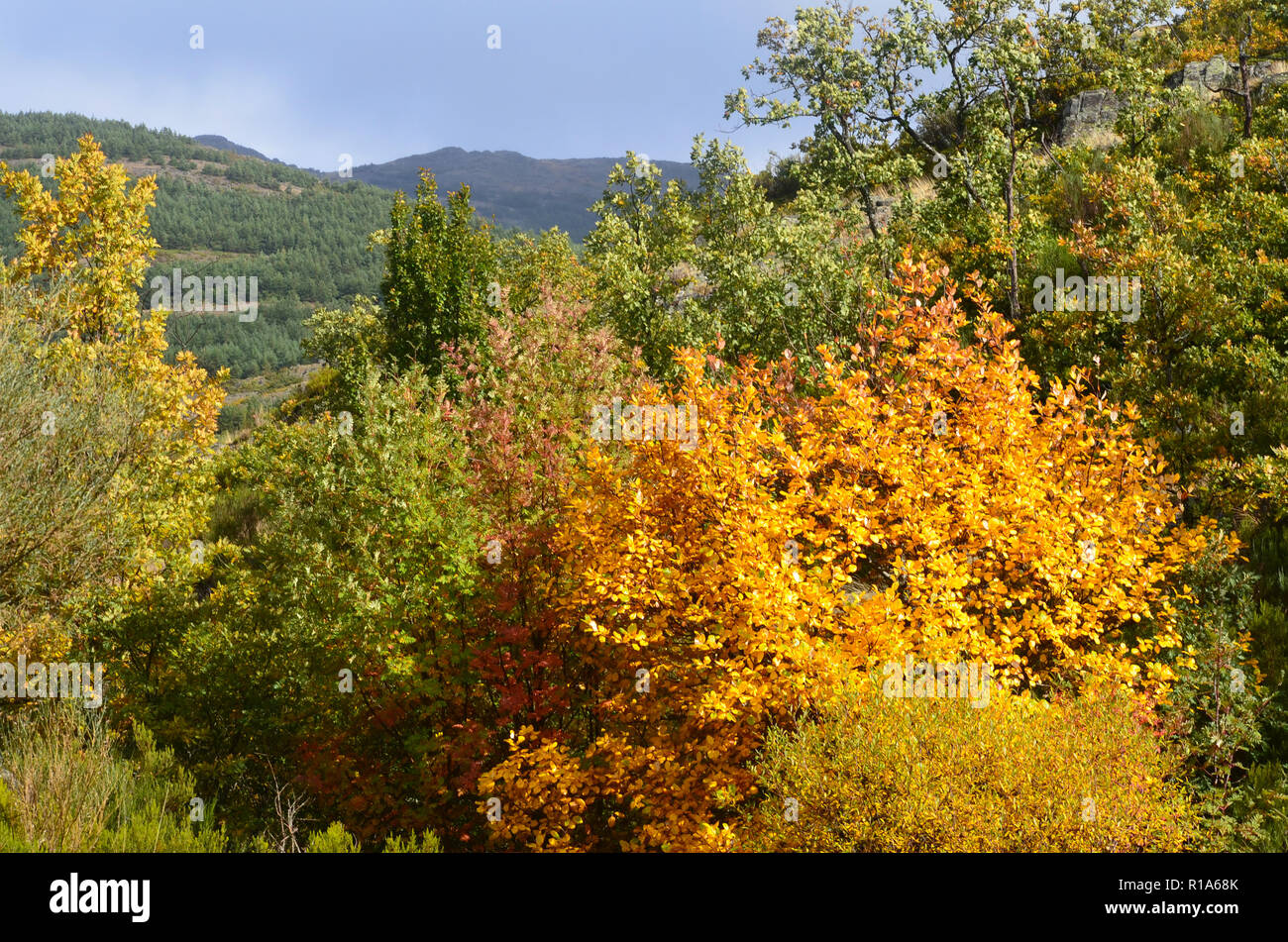 Tejera Negra beech and oak forests in the Sierra de Ayllón, Guadalajara ...