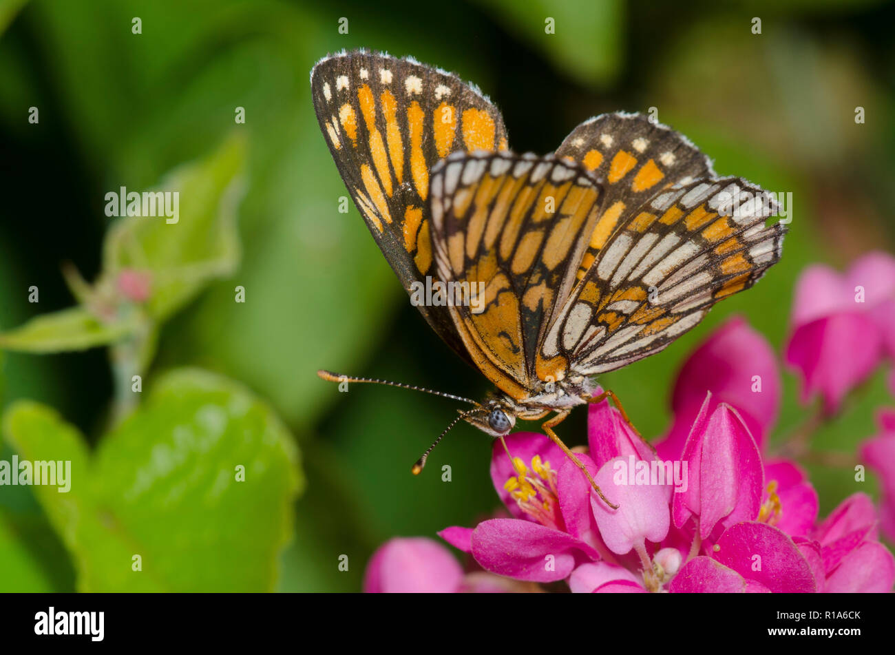 Theona Checkerspot, Chlosyne theona, female on coral vine, Antigonon ...