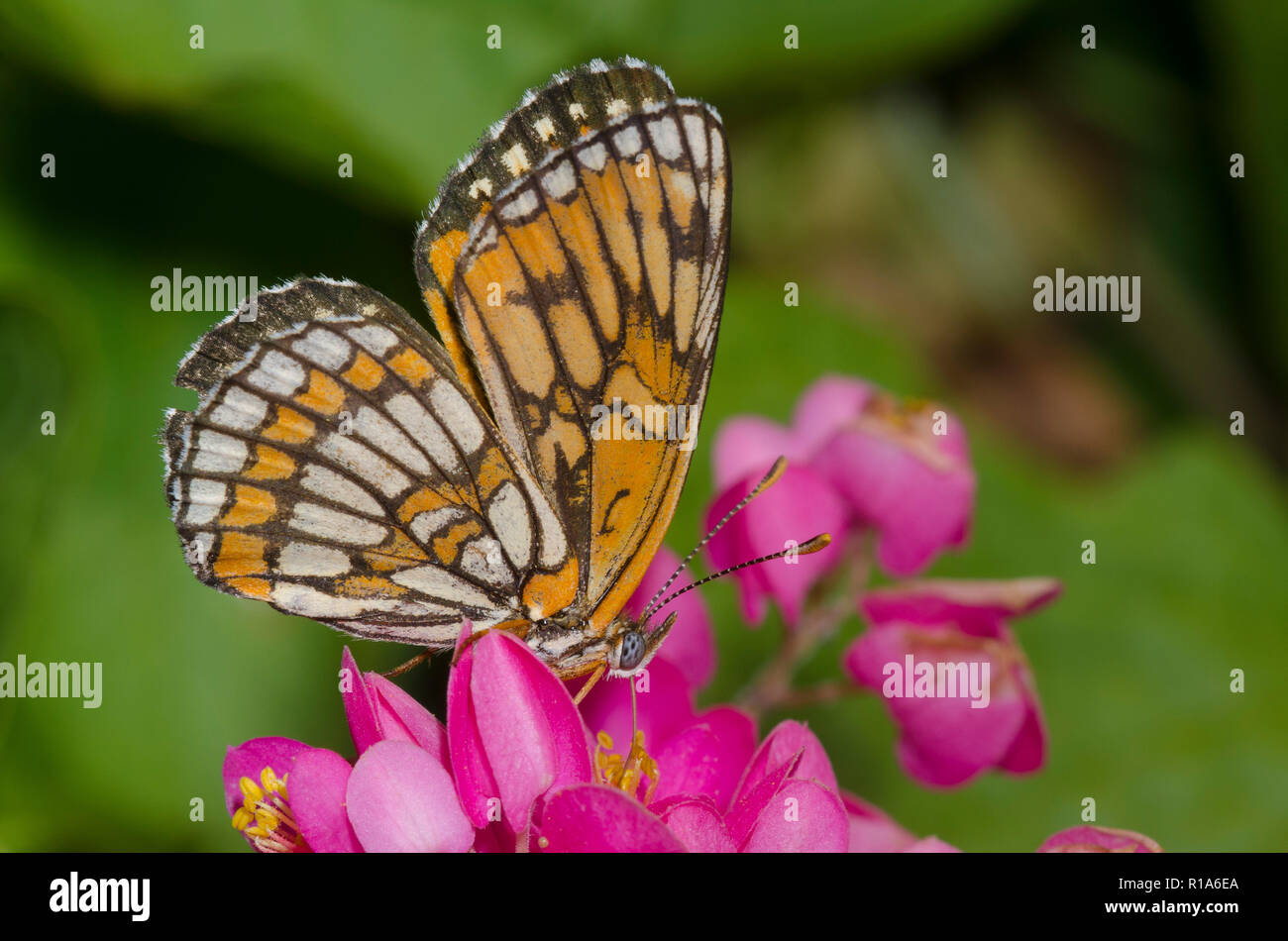Theona Checkerspot, Chlosyne theona, female on coral vine, Antigonon ...