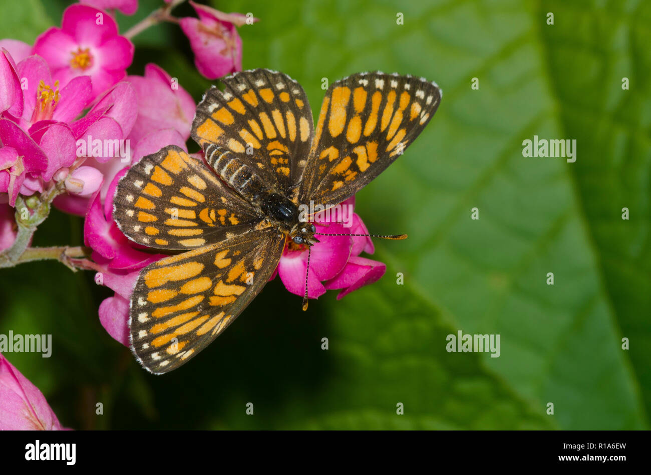 Theona Checkerspot, Chlosyne theona, female on coral vine, Antigonon ...