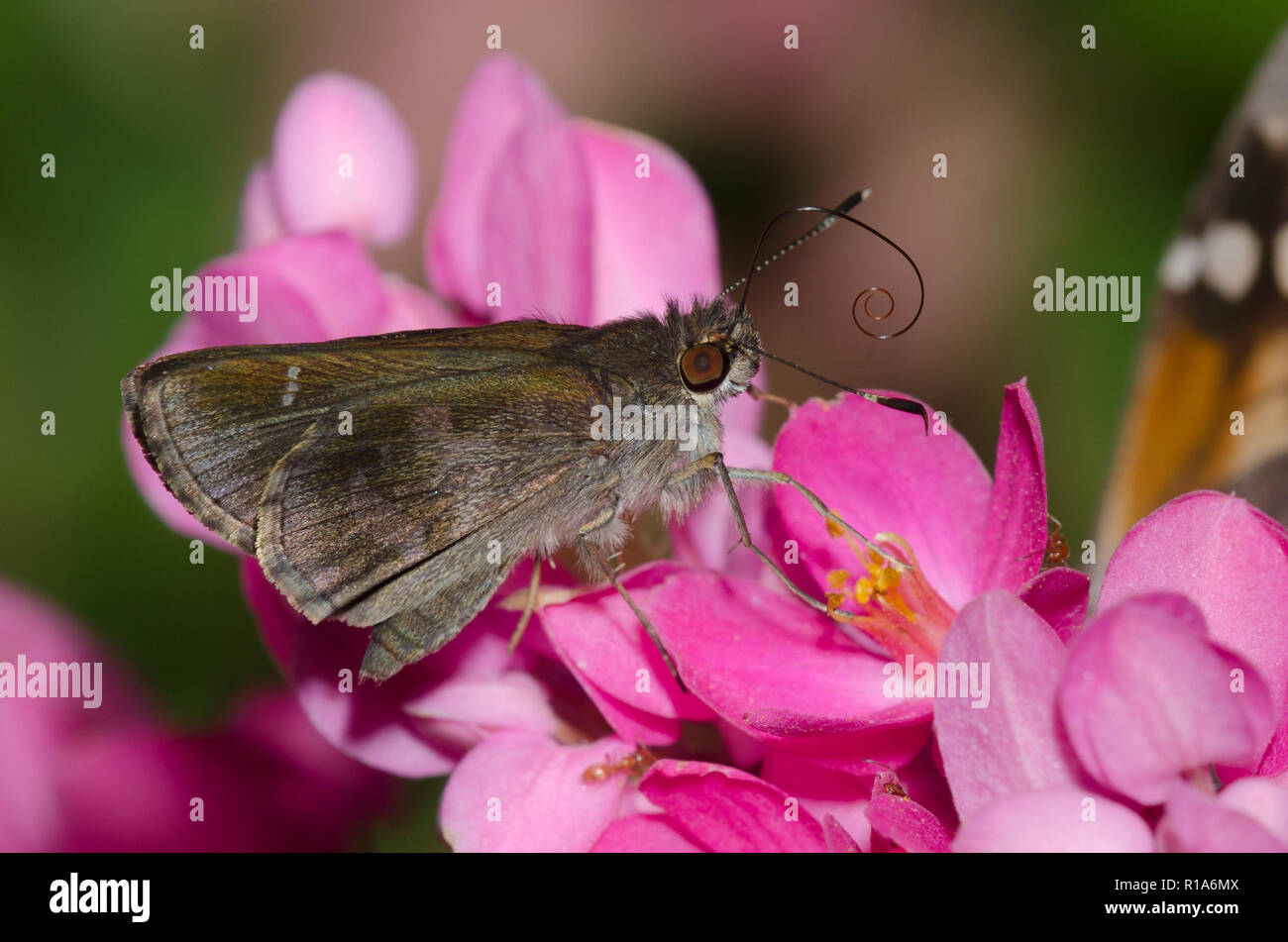 Fawn-spotted Skipper, Cymaenes isus, male on coral vine, Antigonon ...