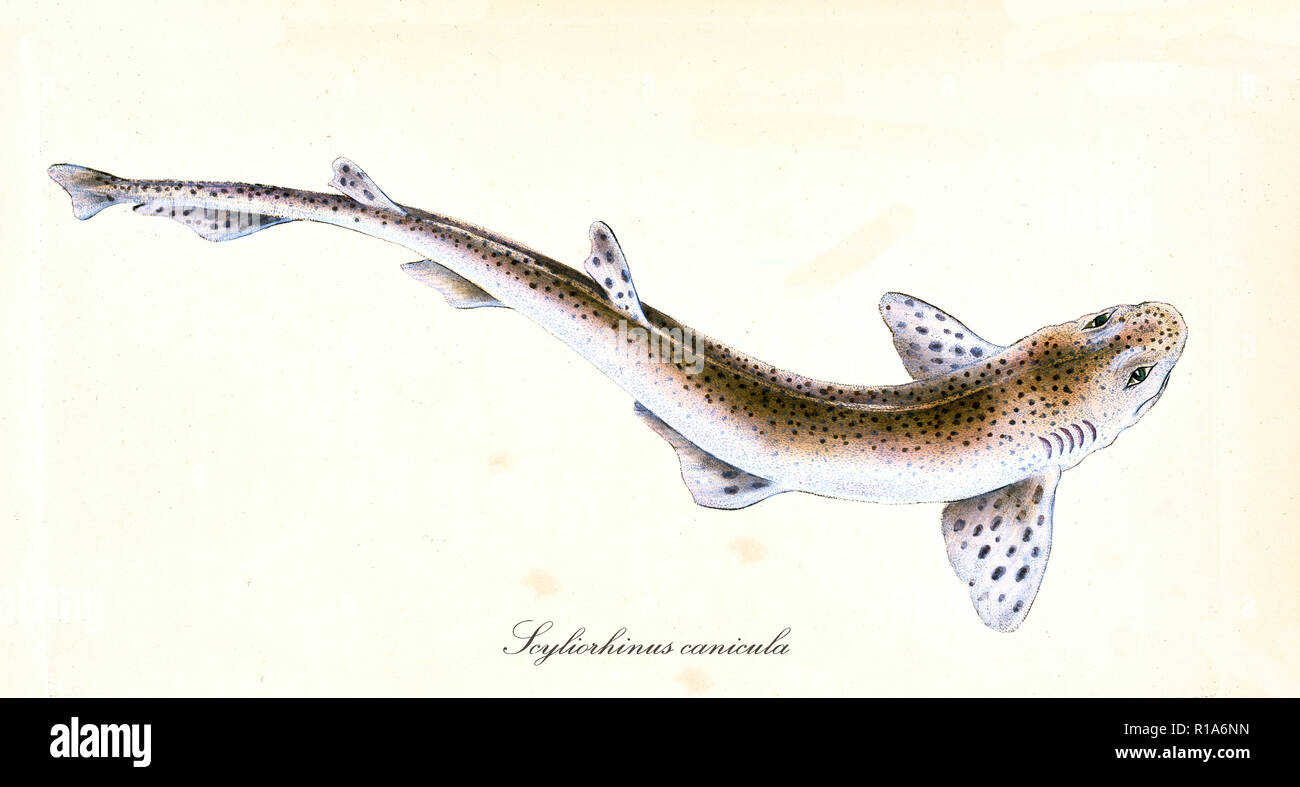 Sandy dogfish hi-res stock photography and images - Alamy