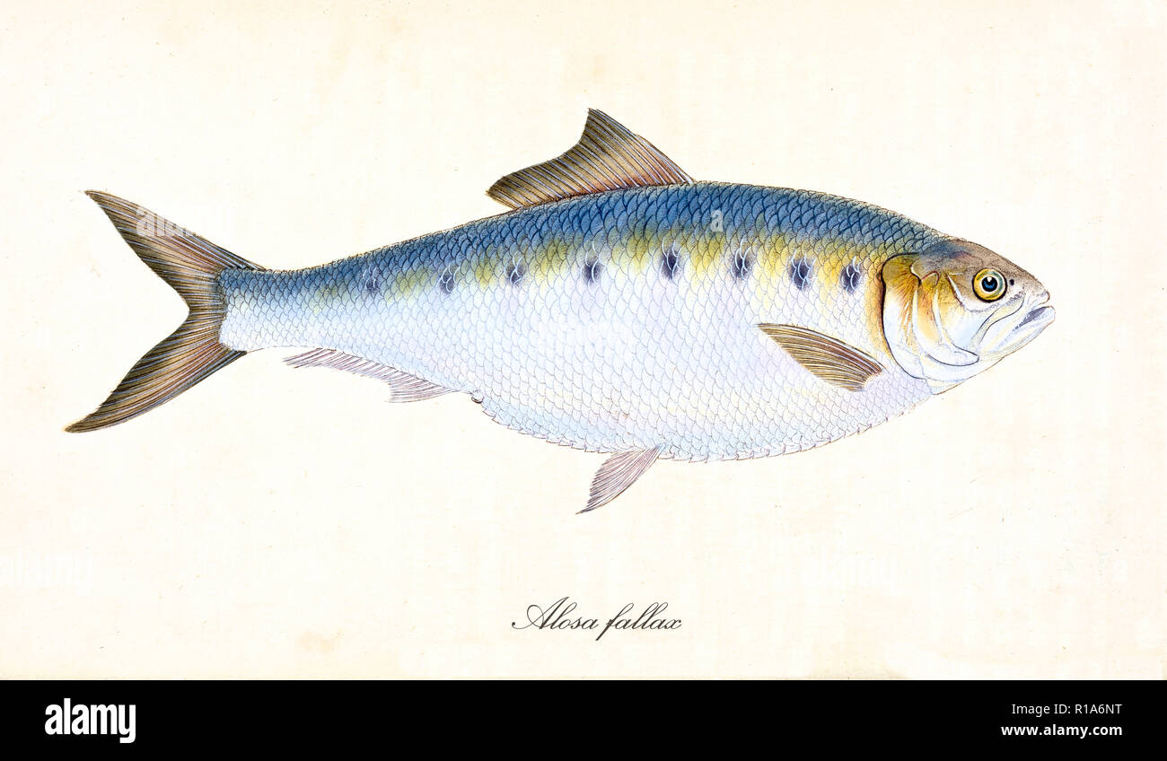 Ancient colorful illustration of Twait Shad (Alosa fallax), side view ...